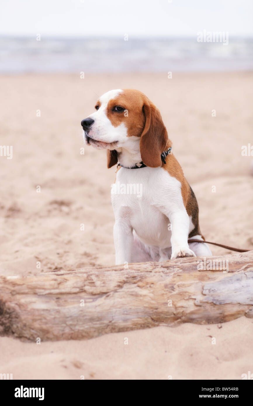 beagle on a sea beach Stock Photo - Alamy