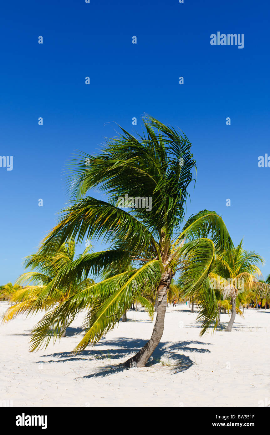 Palm tree near ocean Stock Photo - Alamy