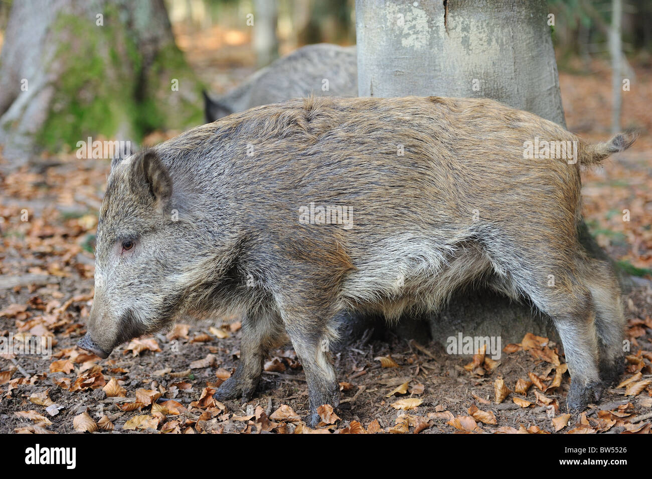 `big wild boar sus hi-res stock photography and images - Alamy