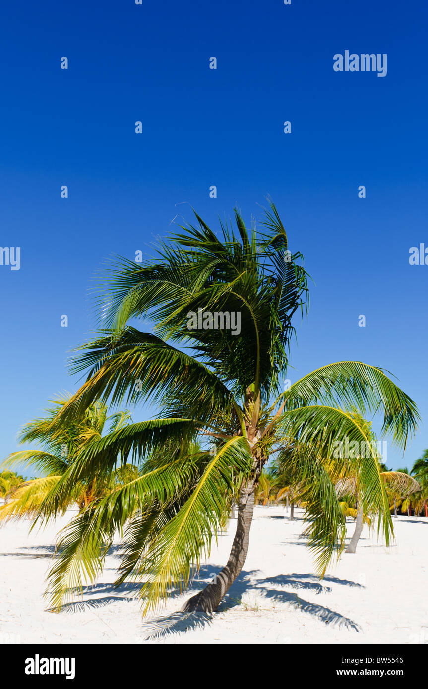 Palm tree near ocean Stock Photo - Alamy