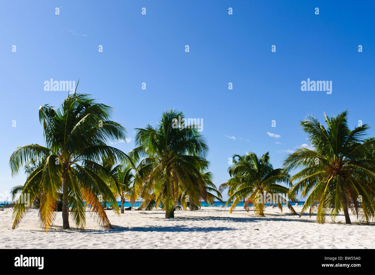 Palm tree near ocean Stock Photo - Alamy
