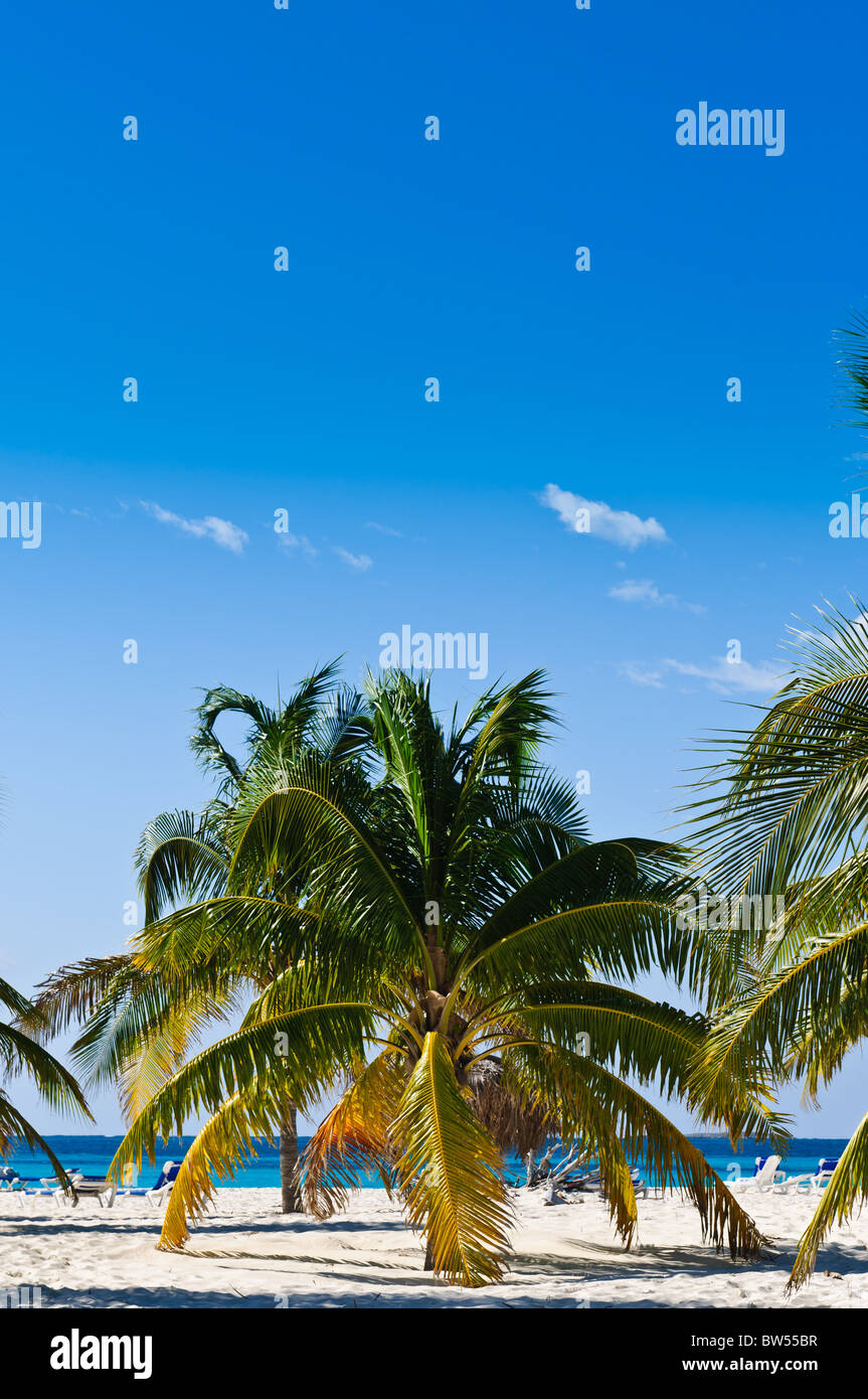 Palm tree near ocean Stock Photo - Alamy