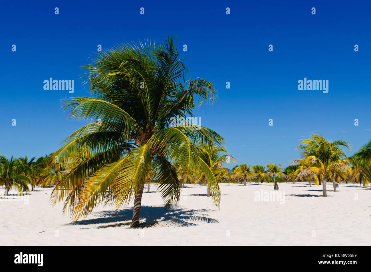 Palm tree near ocean Stock Photo - Alamy