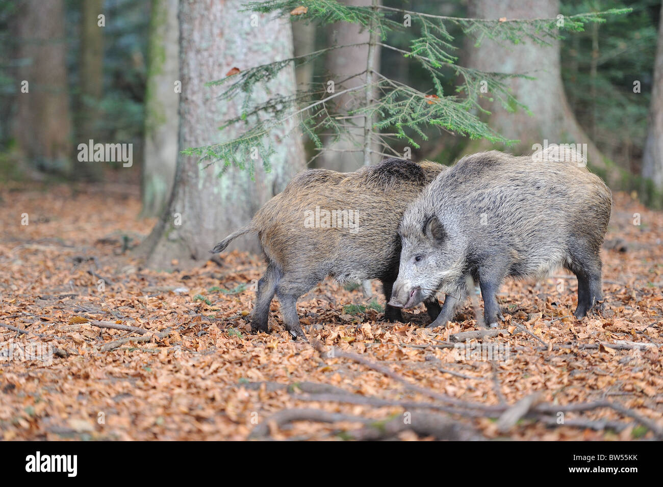 Boar fighting hi-res stock photography and images - Alamy
