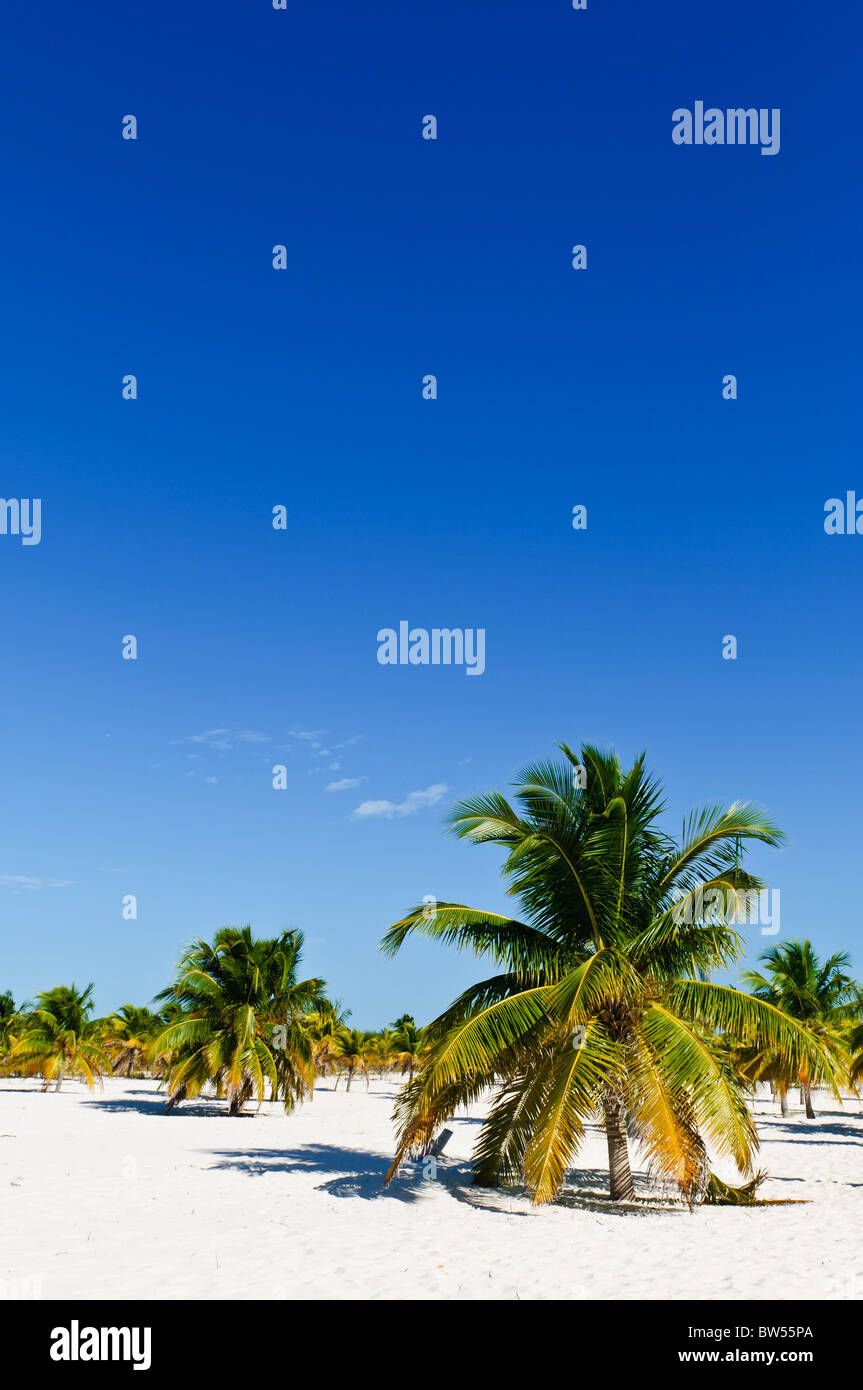 Palm tree near ocean Stock Photo - Alamy