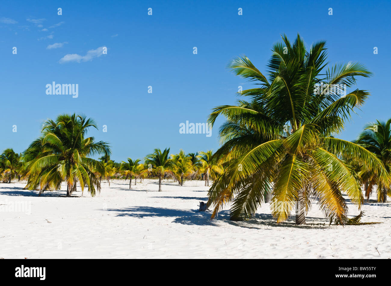 Palm tree near ocean Stock Photo - Alamy