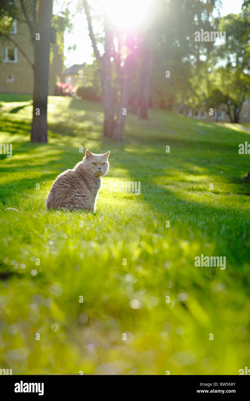 A cat sitting on a lawn in backlight Stock Photo - Alamy