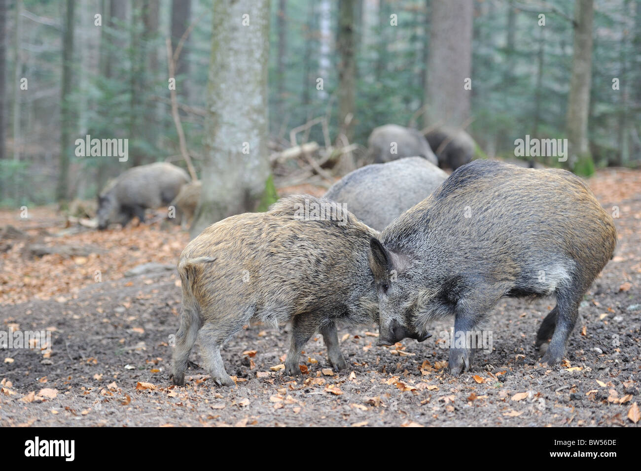 Wild Hogs Animal Fighting