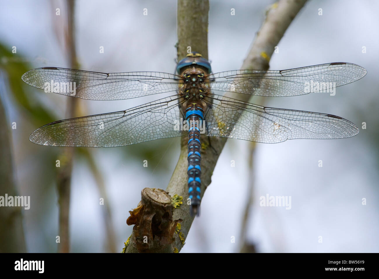 Emperor Dragonfly (anax imperator Stock Photo - Alamy