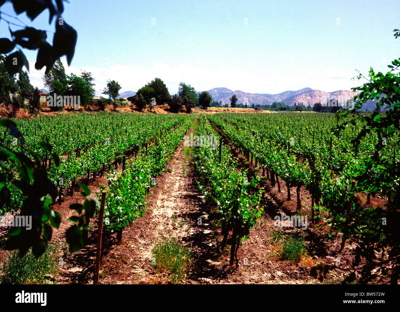 Concha y Toro, Vineyard, Day Stock Photo - Alamy