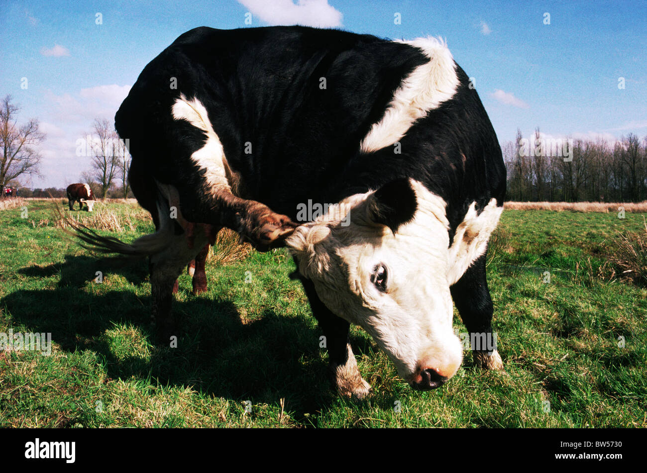 Cow scratching hi-res stock photography and images - Alamy