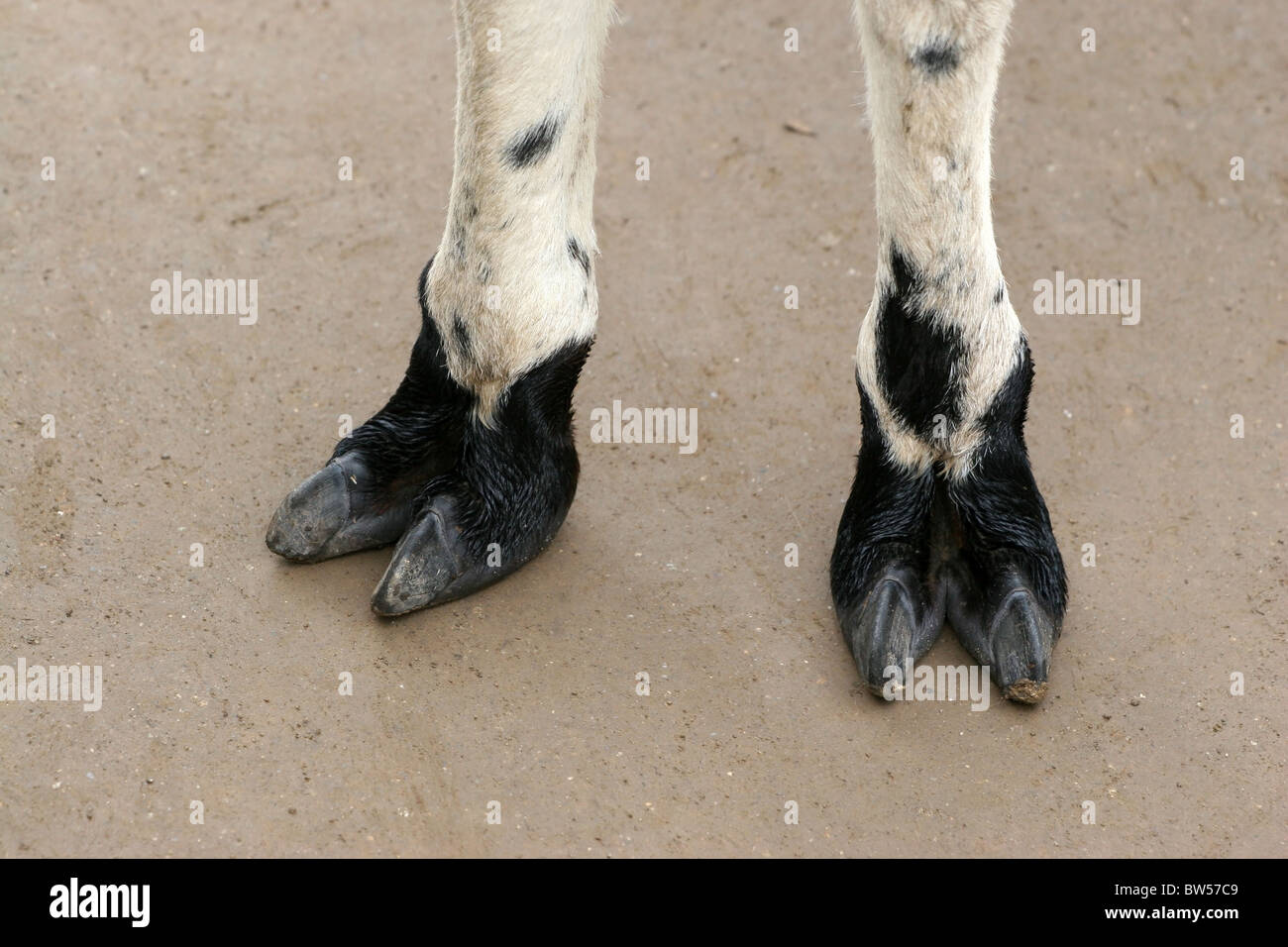 Llama feet at Machu Picchu, Peru, South America Stock Photo - Alamy