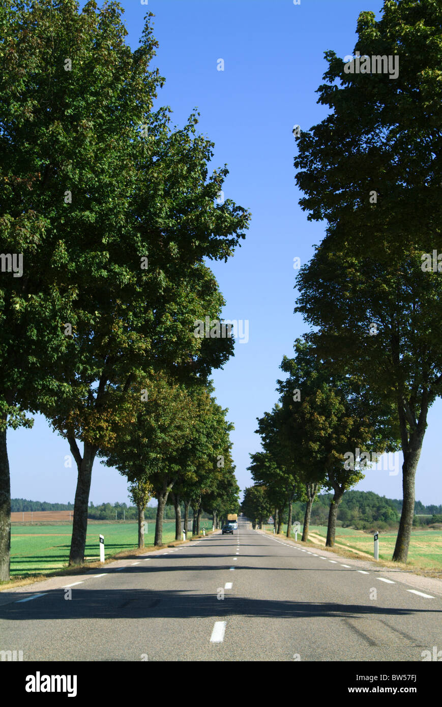Tree Lined Road Stock Photo - Alamy