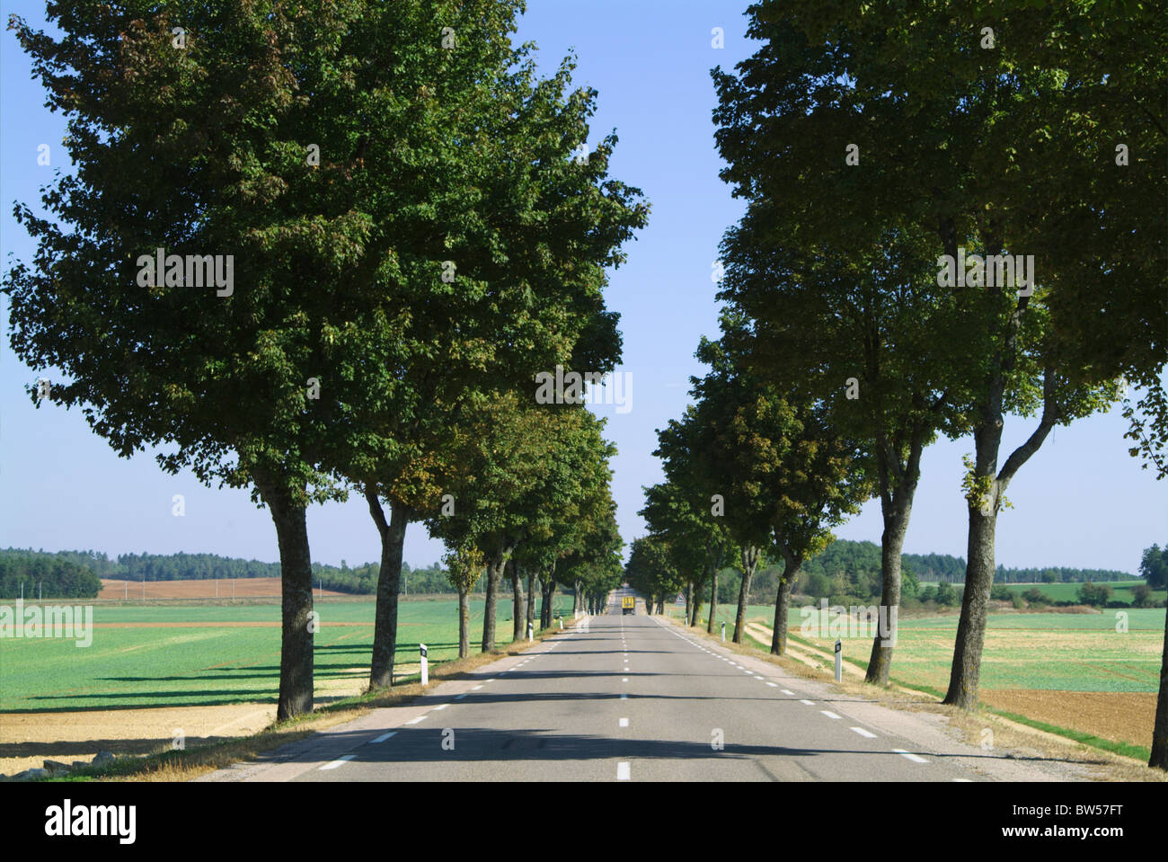 Tree Lined Road Stock Photo - Alamy