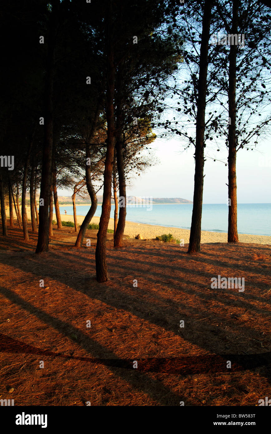 Eraclea Minoa Beach through Pines Stock Photo - Alamy