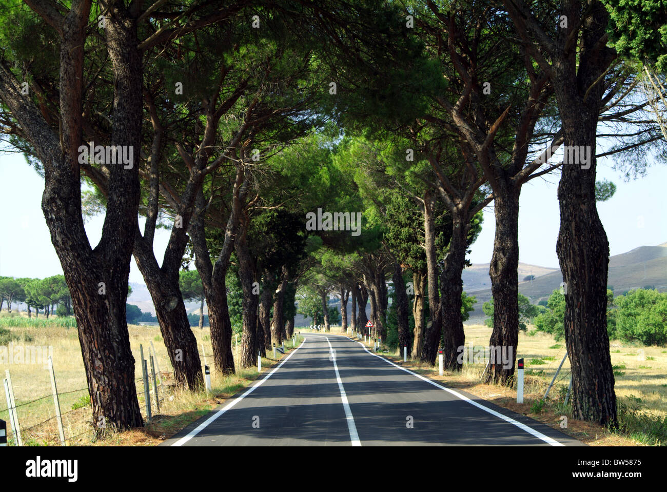 Sicily, Tree Lined Road Stock Photo - Alamy