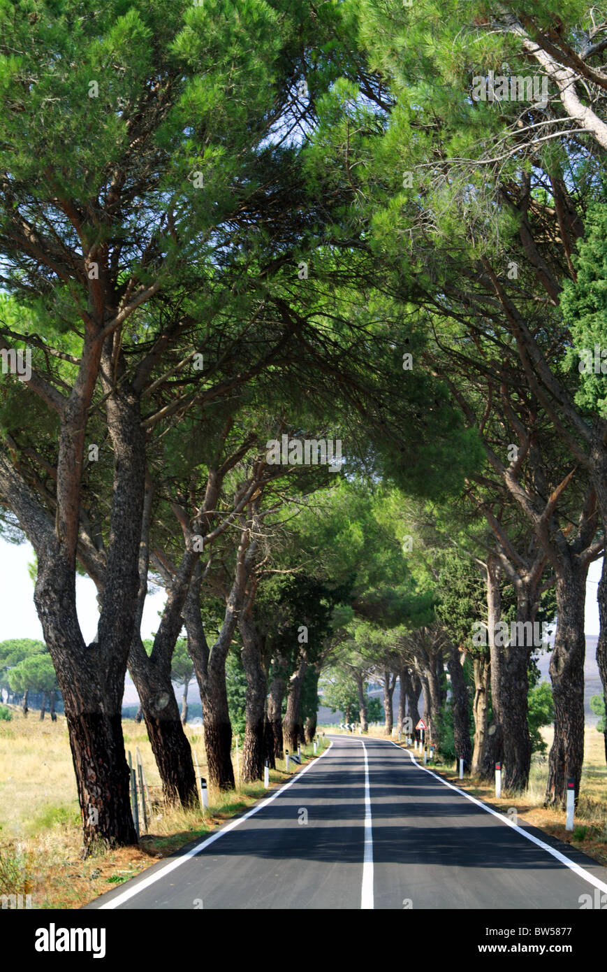 Sicily, Tree Lined Road Stock Photo - Alamy