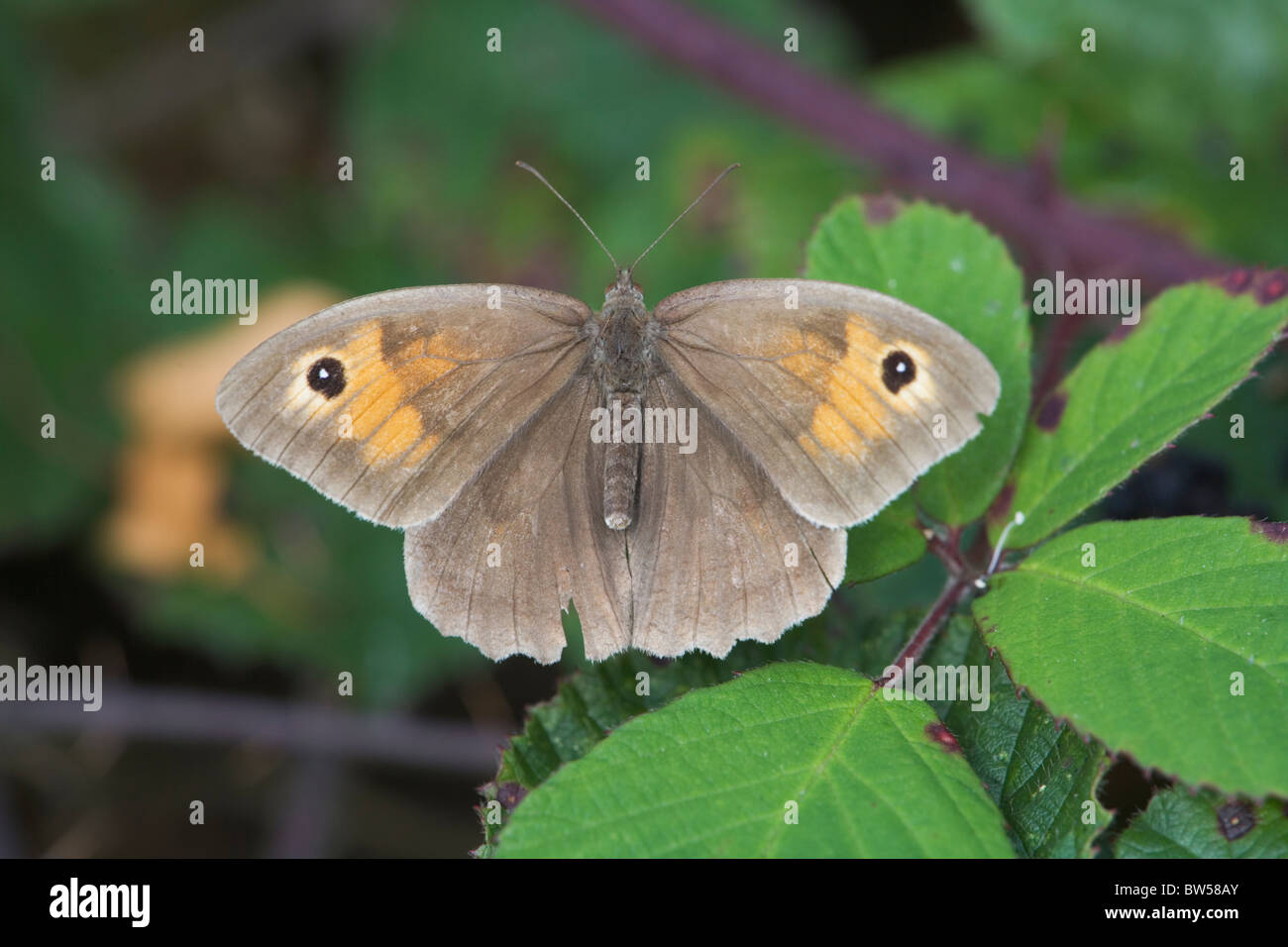 Meadow Brown butterfly (maniola jurtina) with wings fully open Stock ...