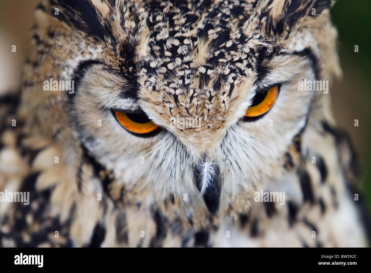 Portrait of a European Owl Stock Photo - Alamy