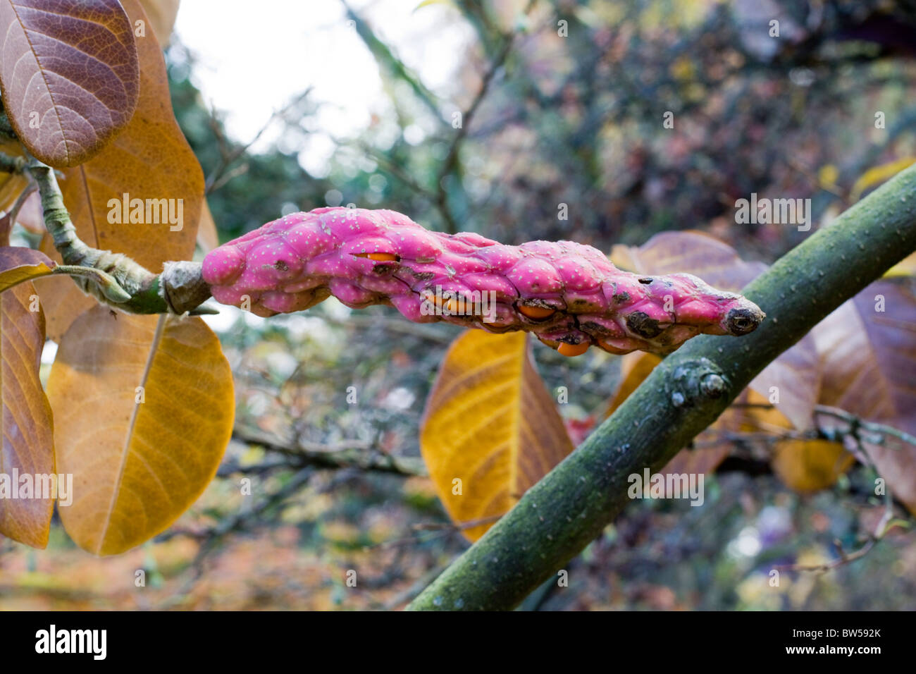 Magnolia tree seed pods hi-res stock photography and images - Alamy