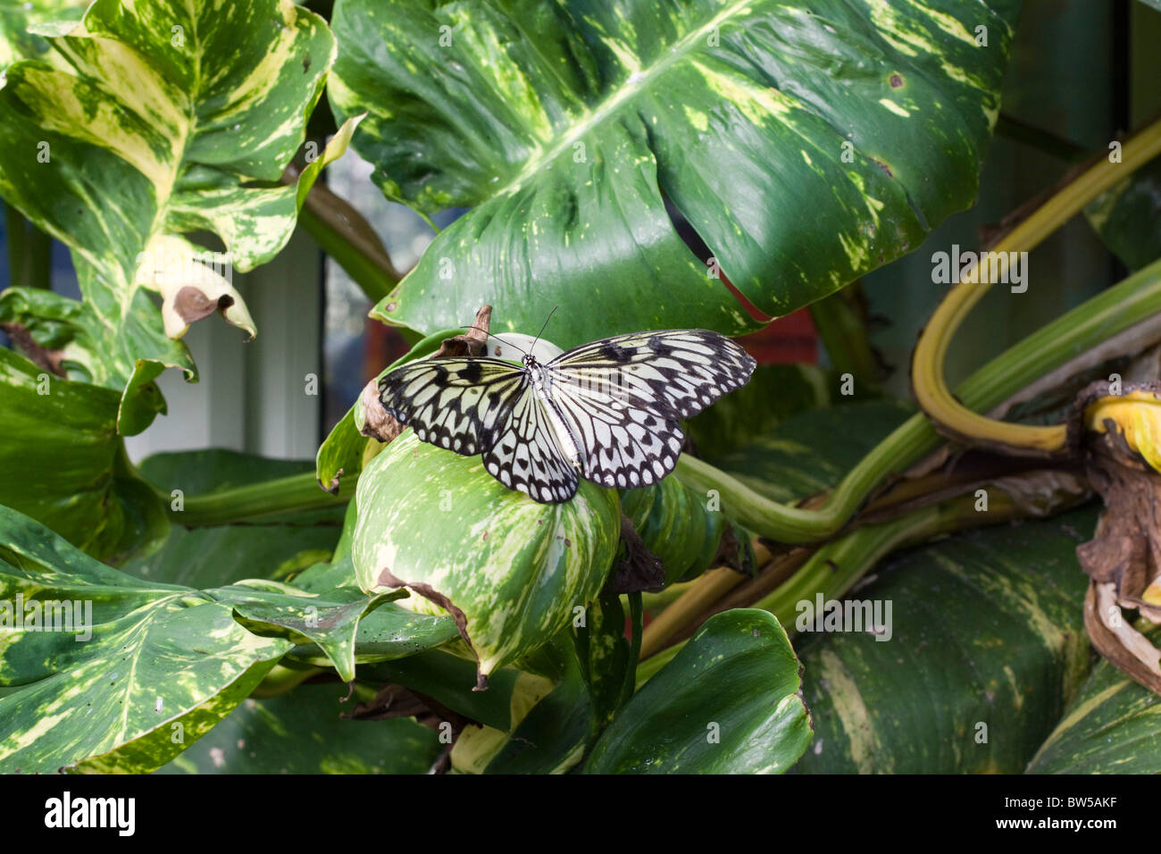 A Tree Nymph Butterfly resting on Leaves Stock Photo - Alamy