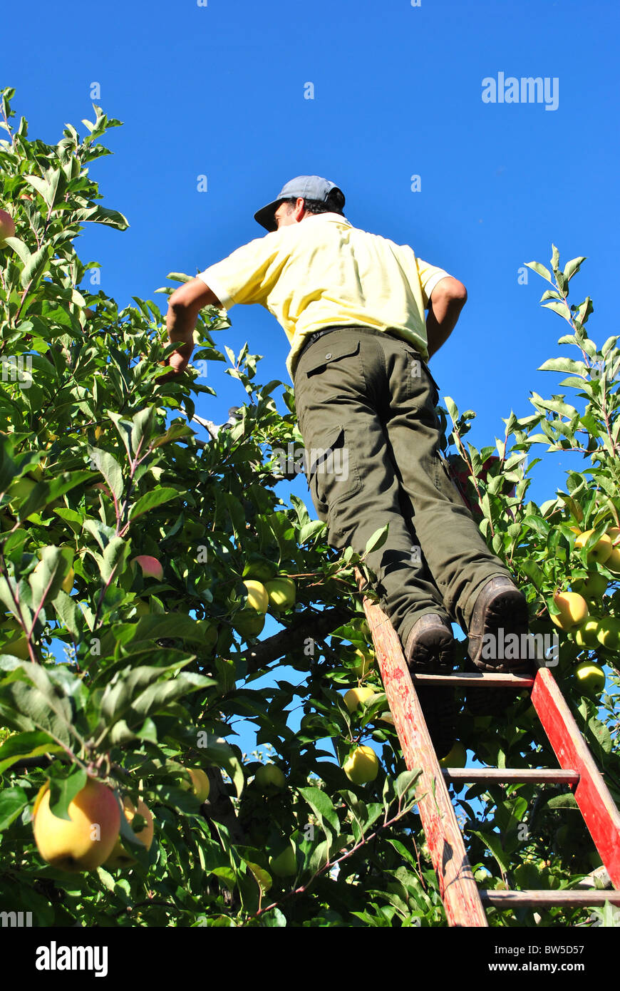 apple picking with a wooden ladder Stock Photo - Alamy