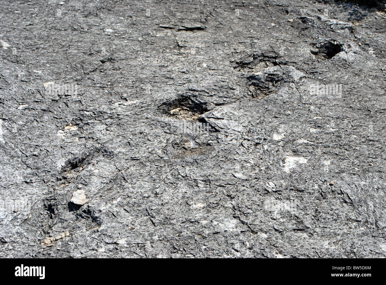 Dinosaur fossil tracks in the dolomite rock Stock Photo - Alamy