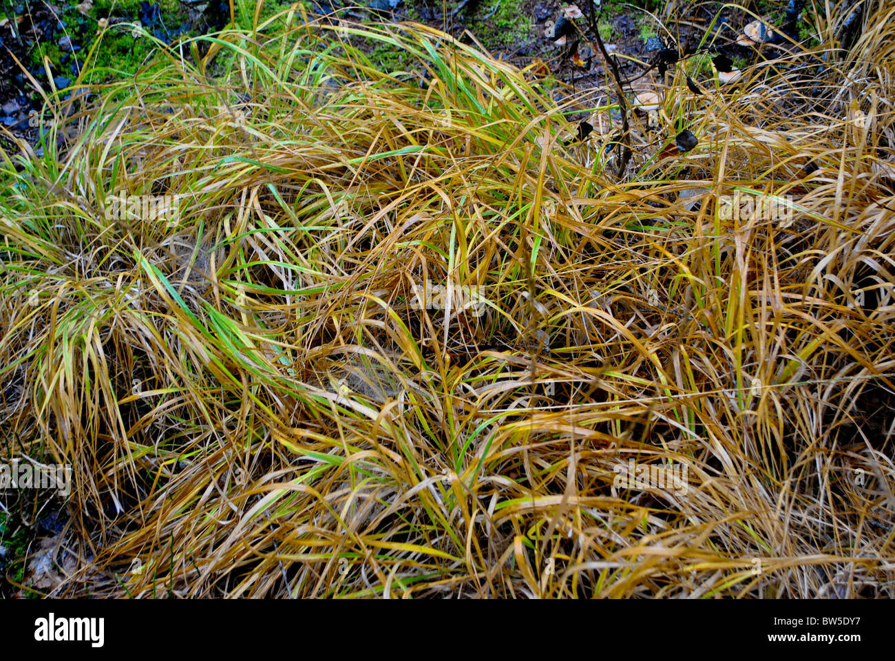 grass of the forest in autumn Stock Photo - Alamy
