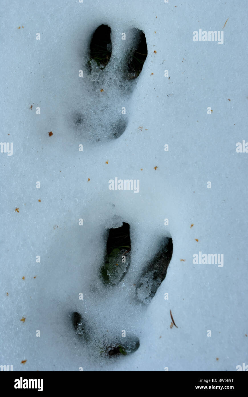 footprints in the snow hare Stock Photo - Alamy