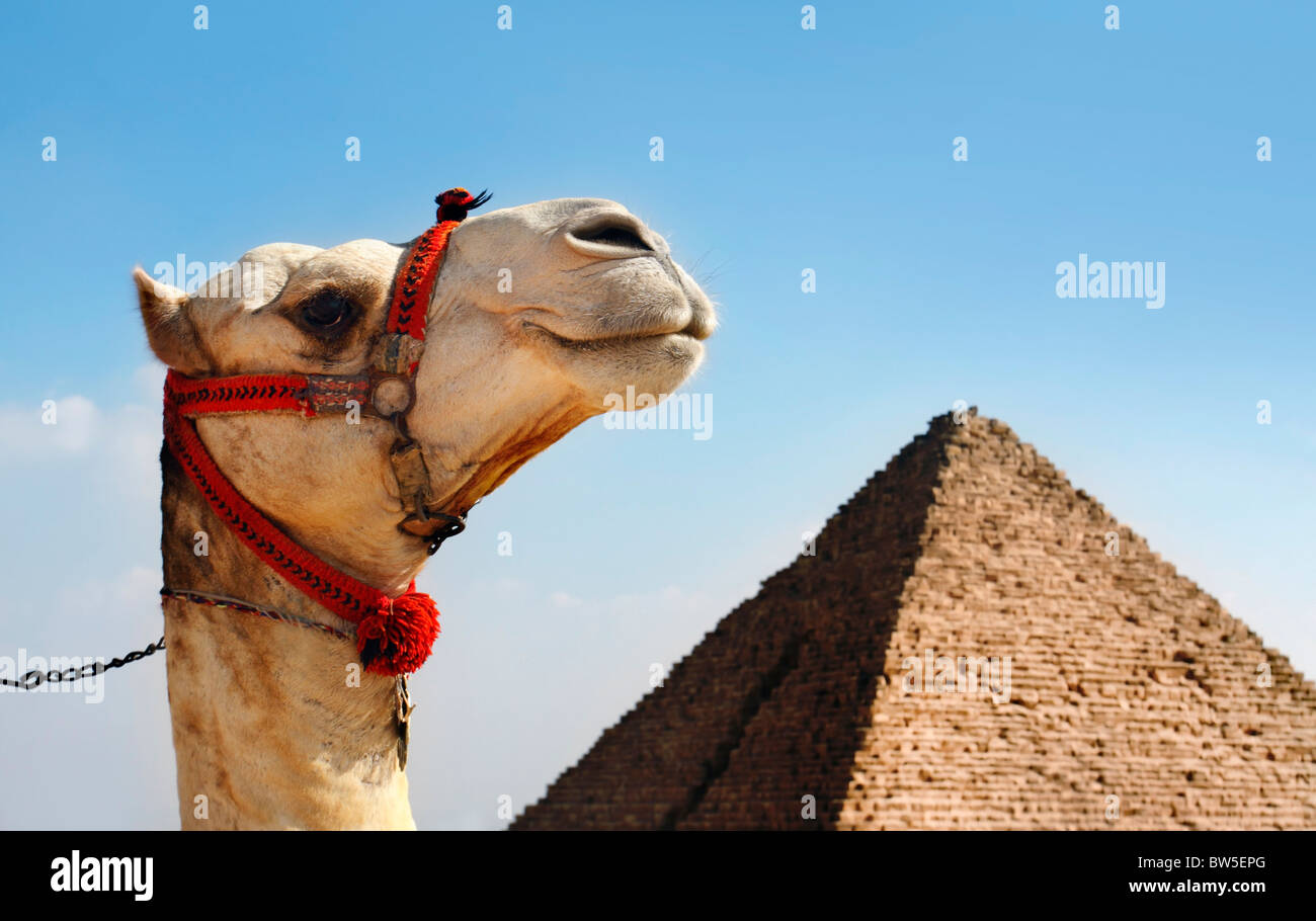 Camel with a Pyramid in background Stock Photo - Alamy
