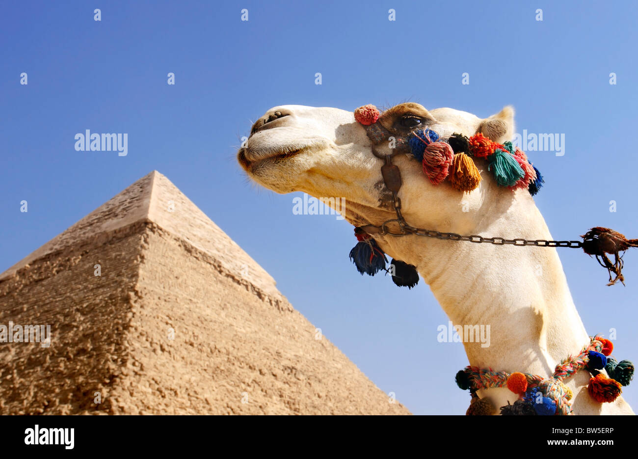 Camel with a Pyramid in background Stock Photo - Alamy