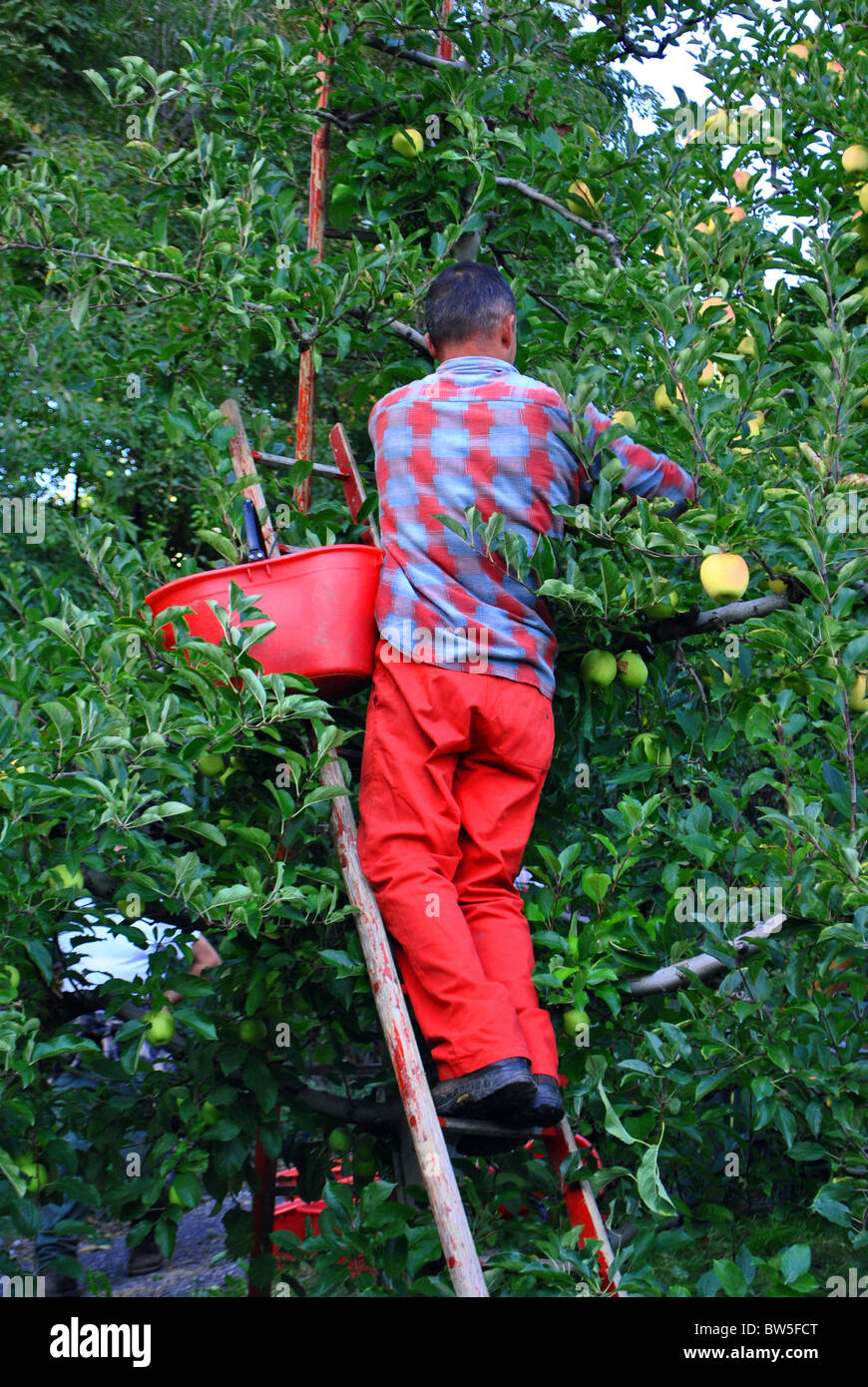 apple tree with the background Lake Stock Photo - Alamy