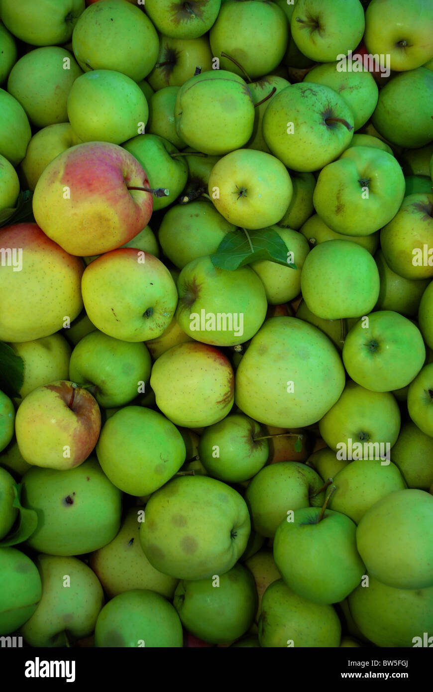 texture yellow apples Stock Photo - Alamy