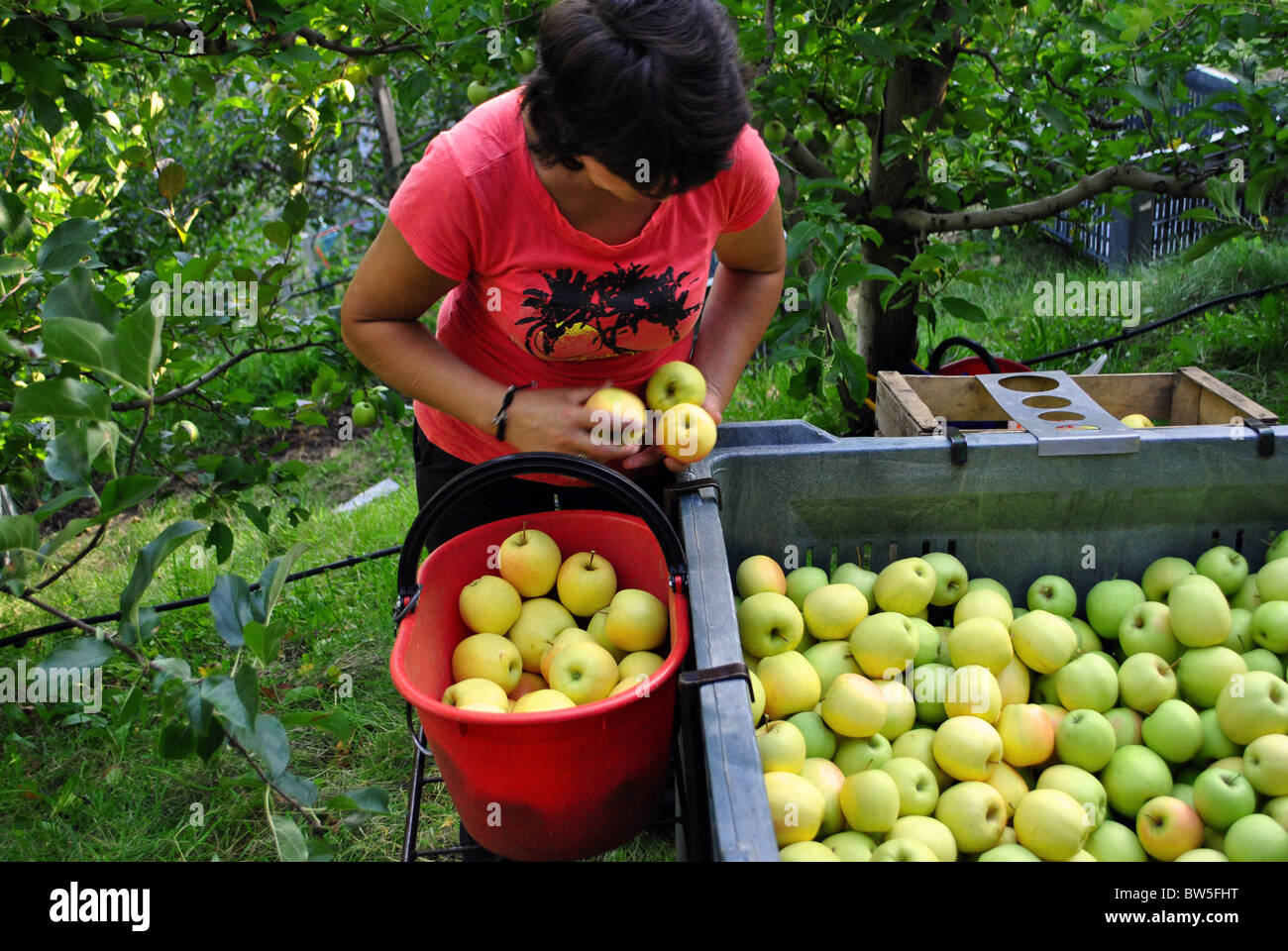 collection and sorting of yellow apples Stock Photo - Alamy
