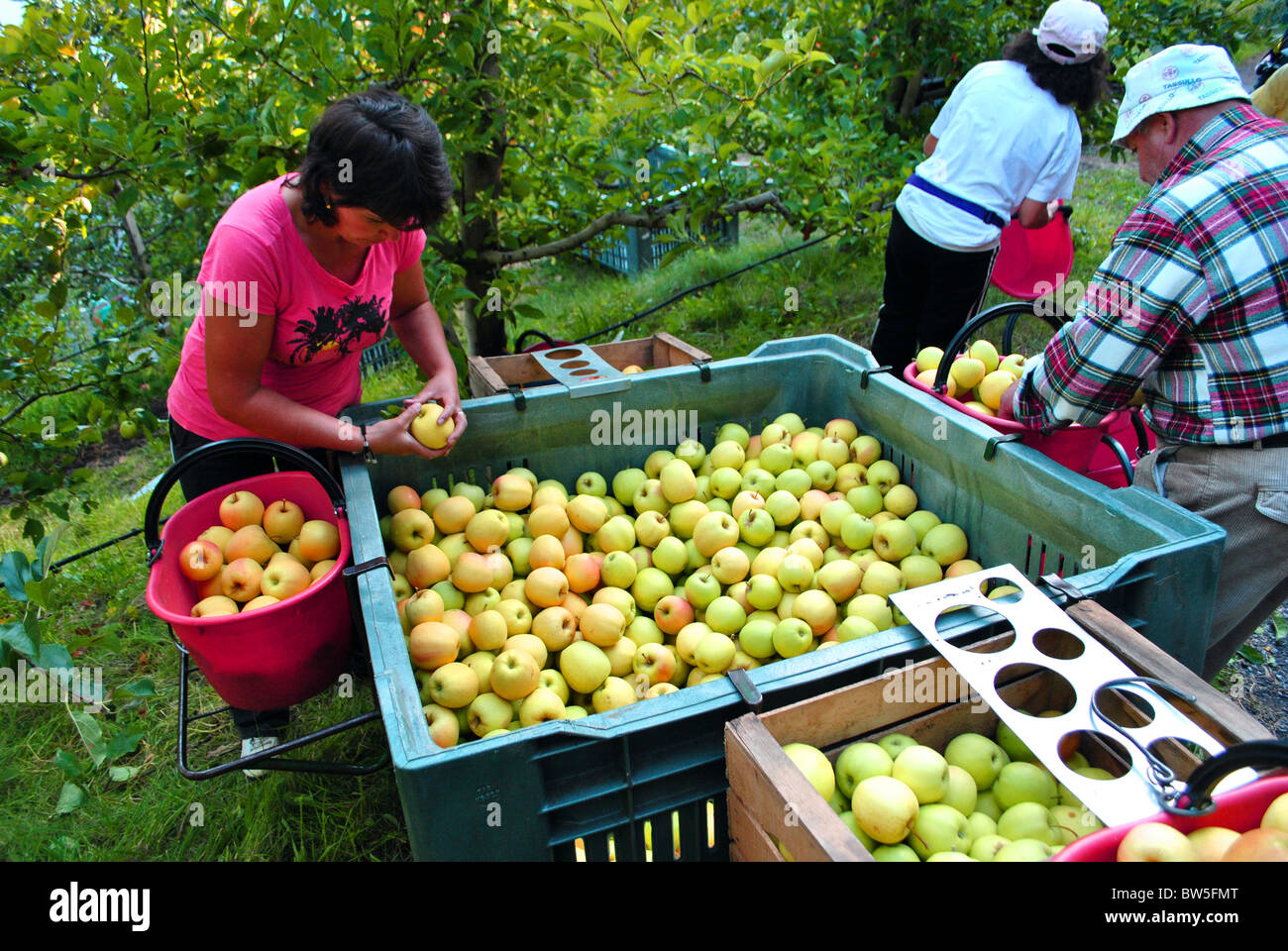 apple tree with the background Lake Stock Photo - Alamy