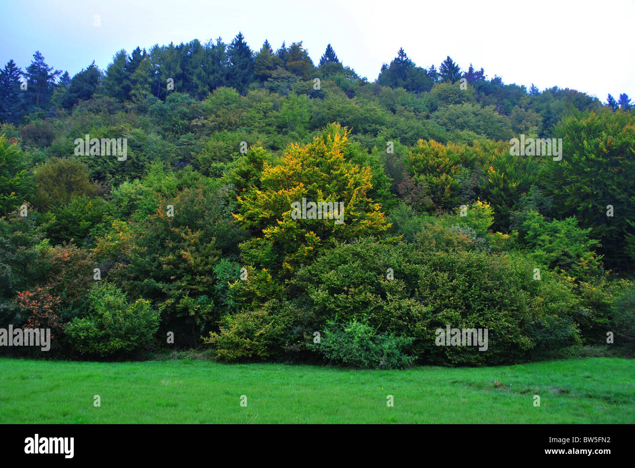 Autumn trees in the mist Stock Photo - Alamy