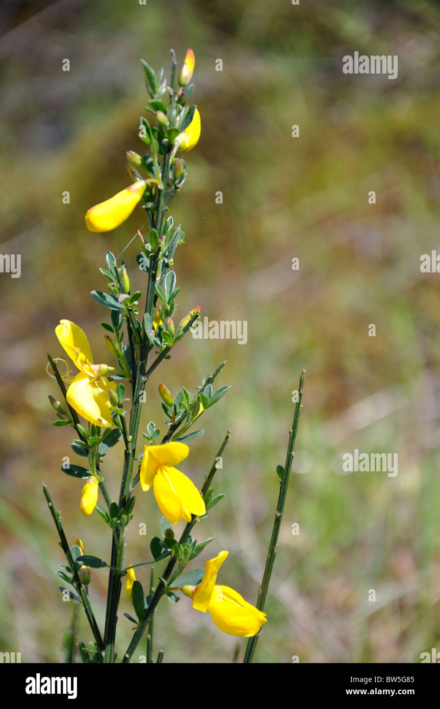 California Broom flowers, aka deerweed - Lotus scoparius - grown in ...