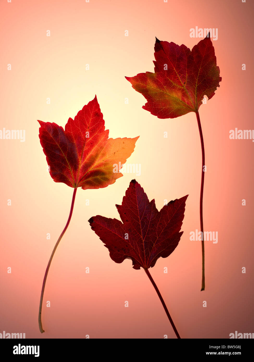 Three Autumn Vine leaves on a peach coloured background Stock Photo - Alamy