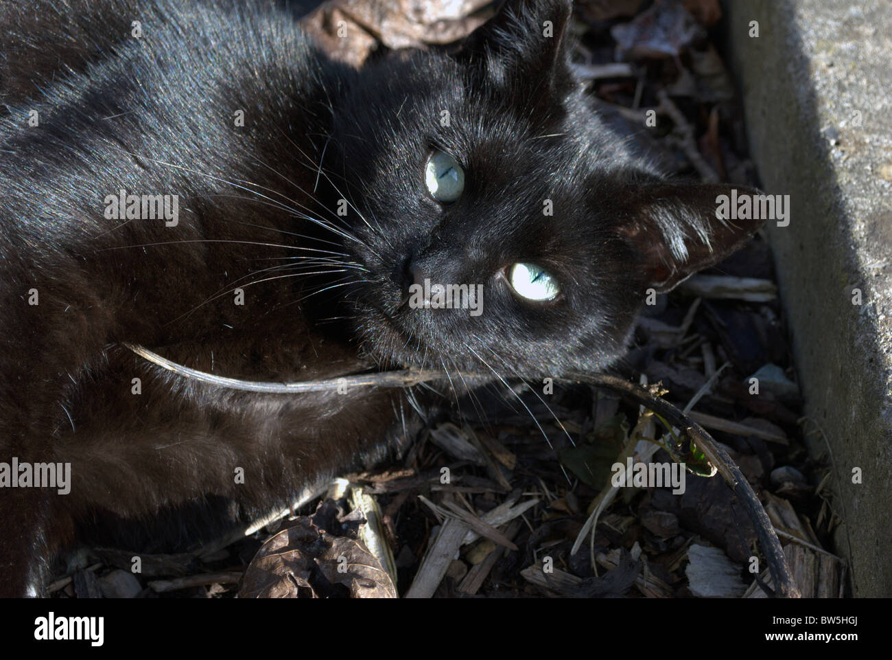 close up of a shiny black cat Stock Photo - Alamy