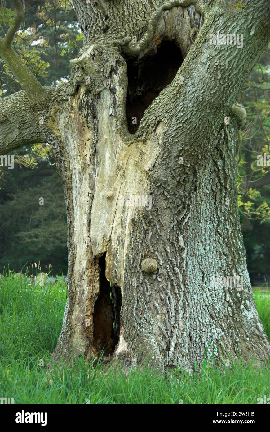 Veteran ash tree in Upton Country Park, Dorset, UK. May 10th 2008 Stock ...