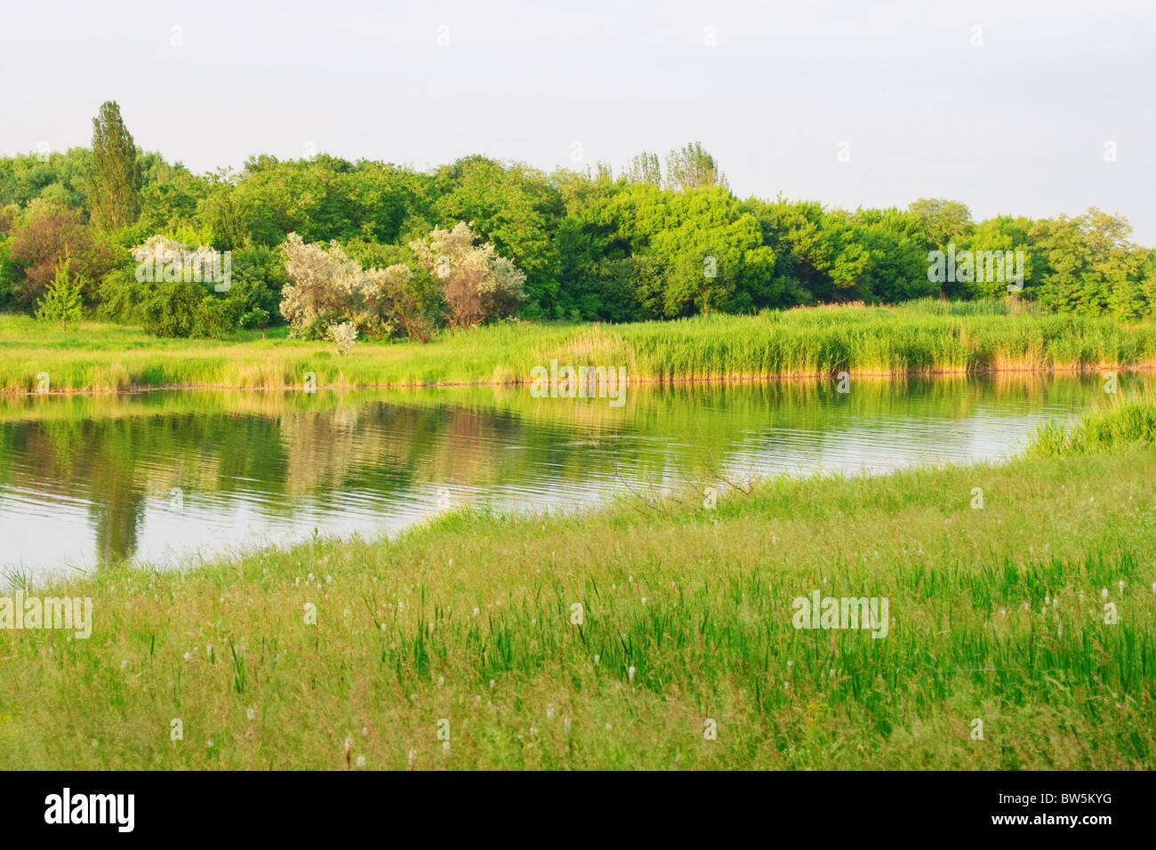 idyllic summer landscape of the river, lush trees and grass Stock Photo ...
