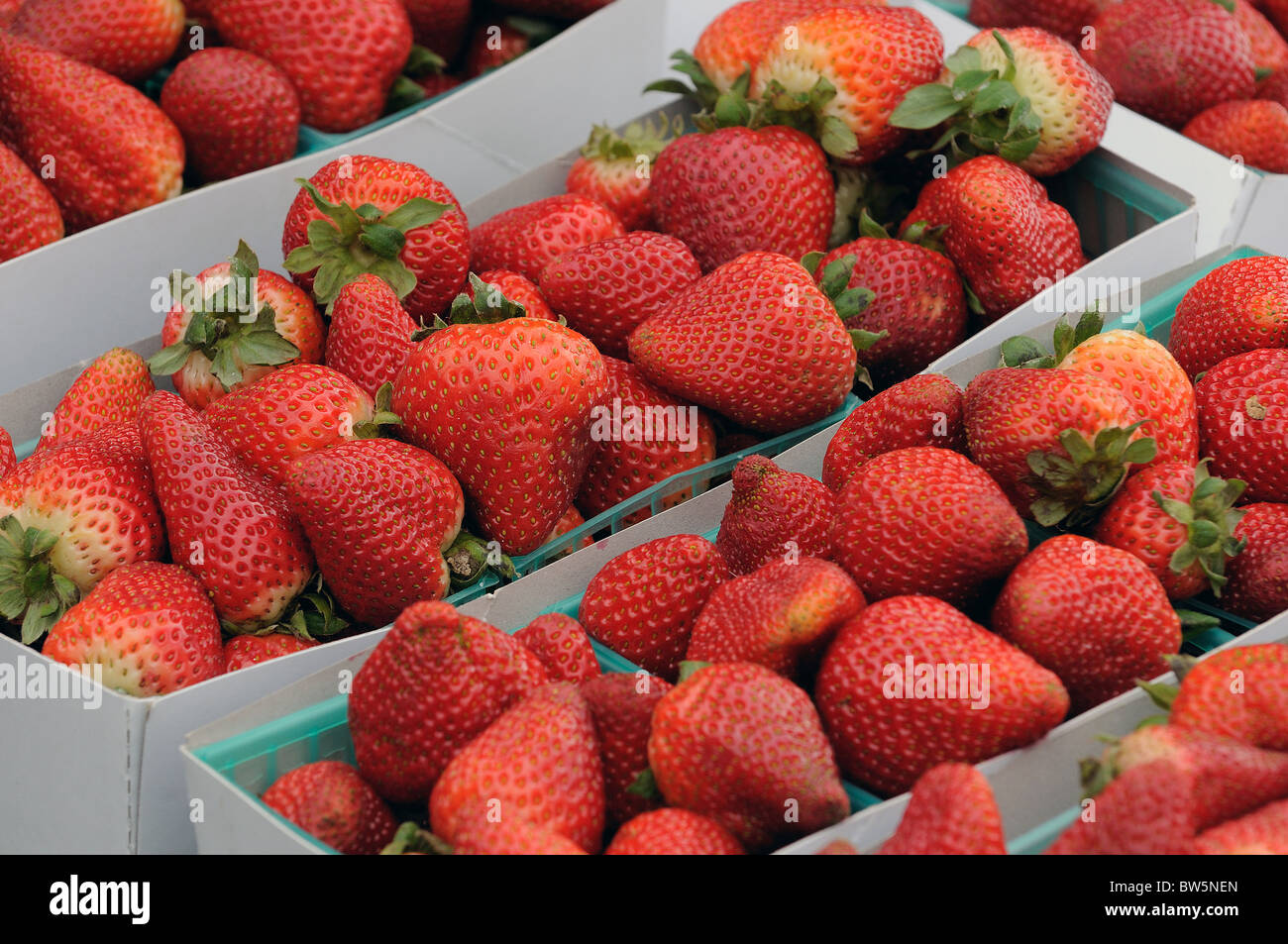 Freshly grown strawberries at a local market Stock Photo - Alamy