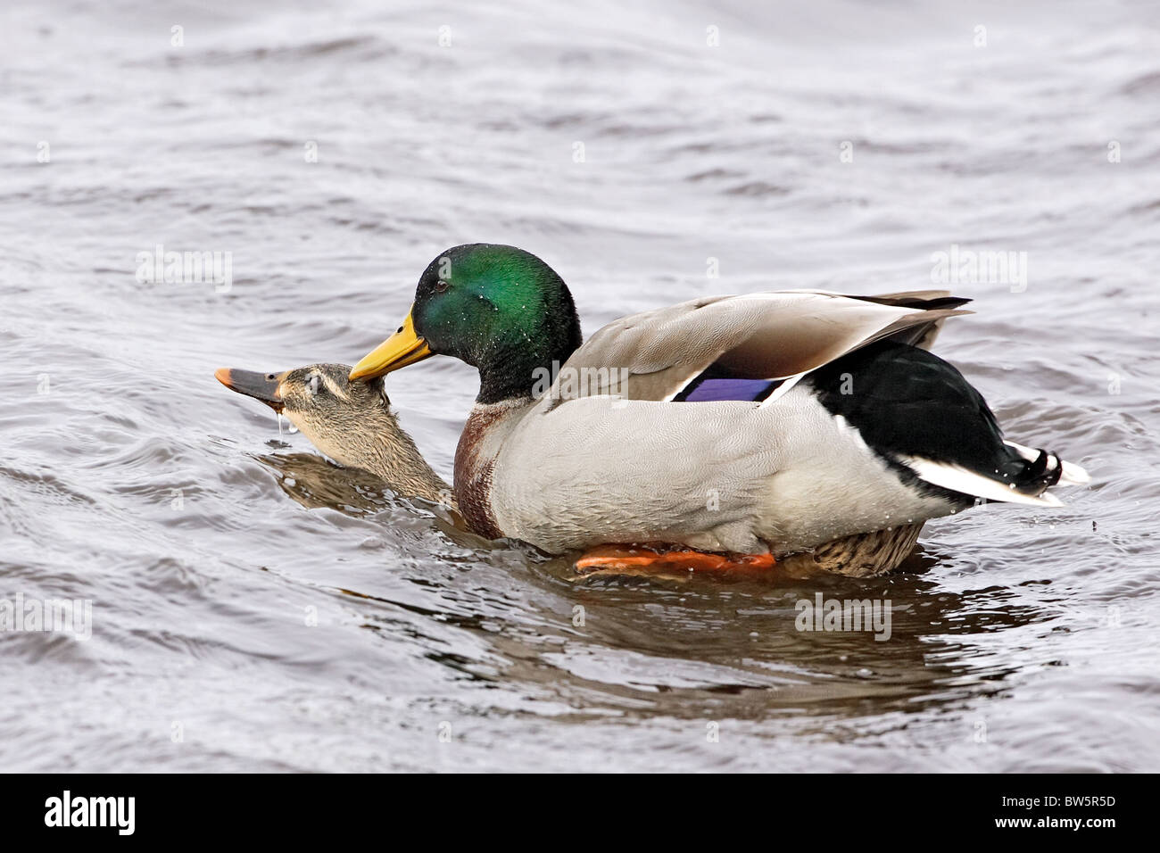 Mallards (Anas platyrhynchos) mating Stock Photo - Alamy