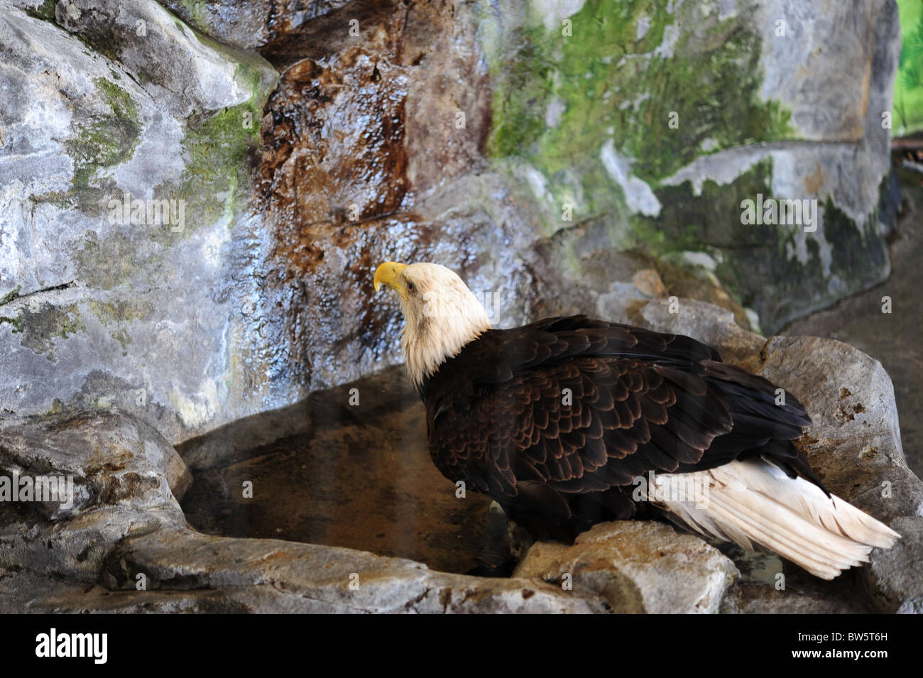 Rescued American bald eagle at water fountain Stock Photo - Alamy