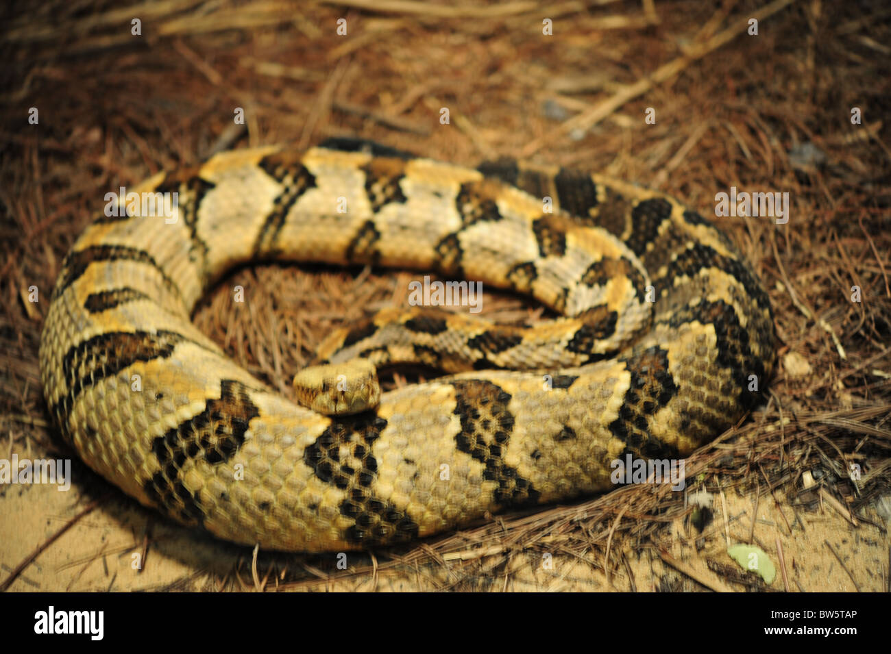 Diamond rattlesnake hi-res stock photography and images - Alamy