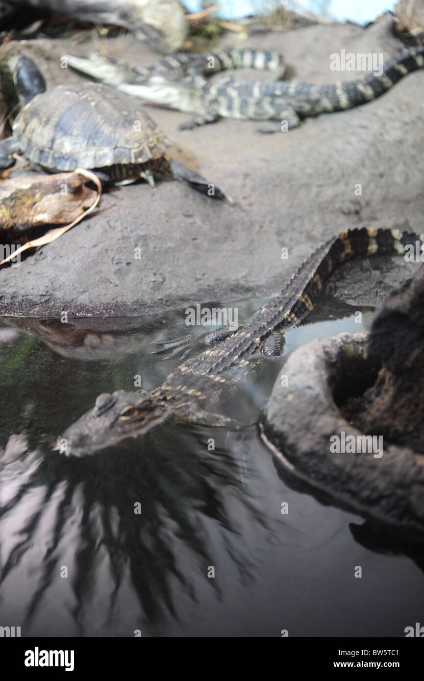 Three Alligators with Turtle on Bank of Salt Water Marsh Stock Photo ...