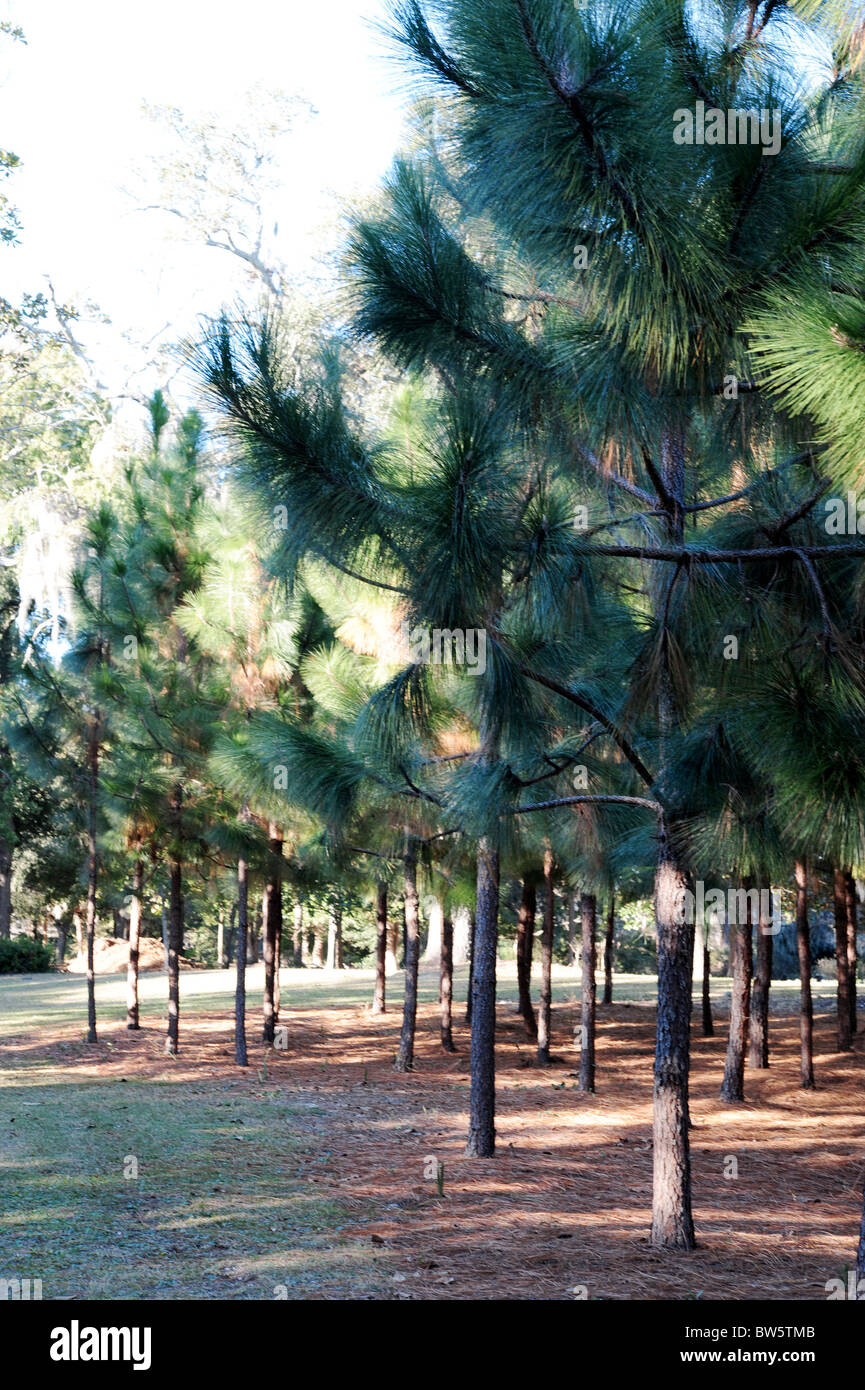 Southern Pine Trees Stock Photo - Alamy