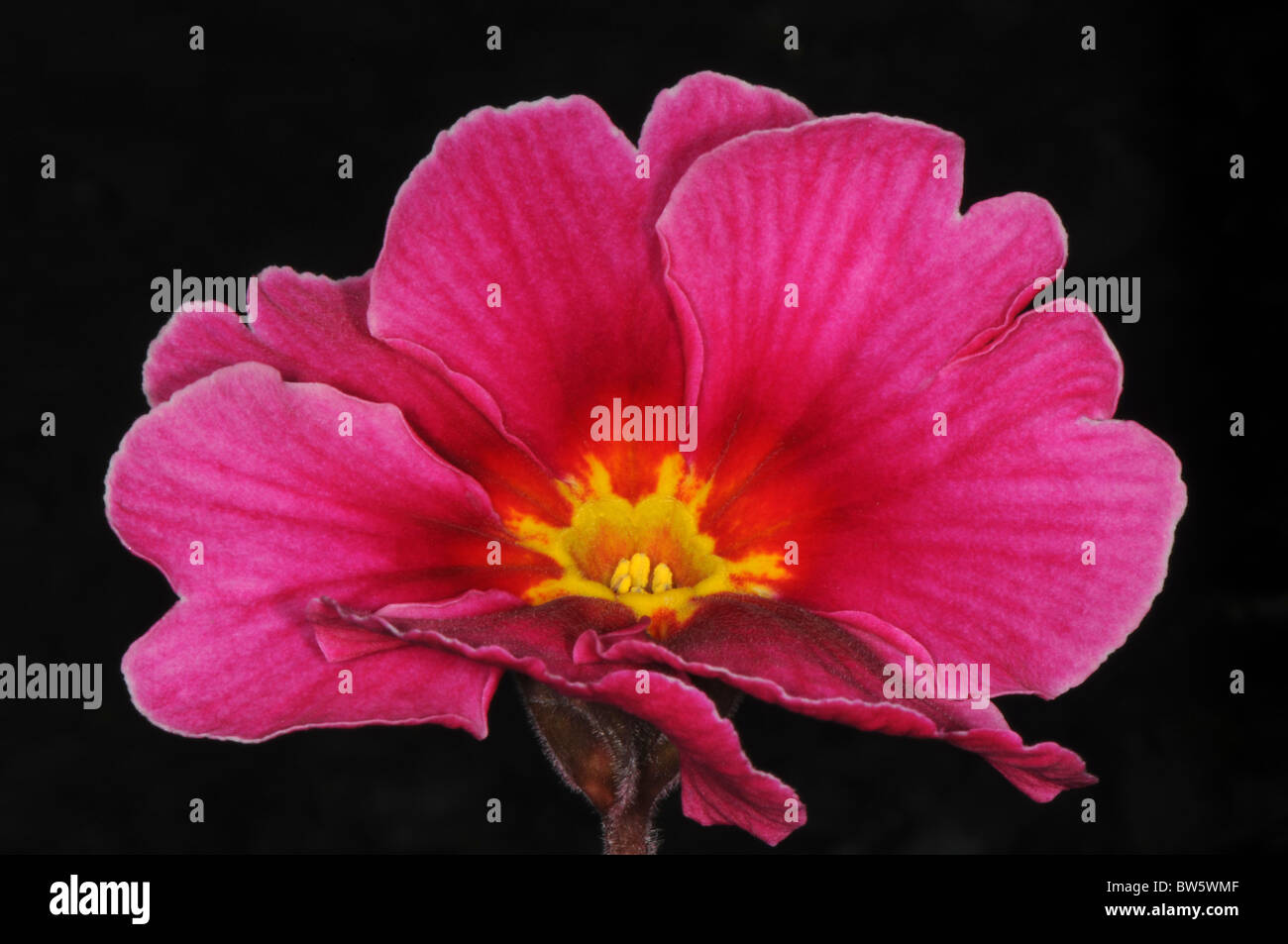 Old fashioned primrose hi-res stock photography and images - Alamy
