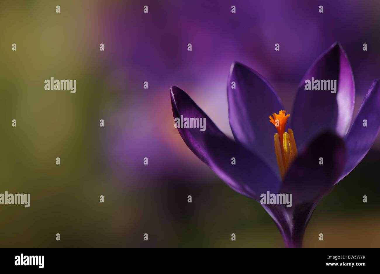 Crocus tommasinianus 'Ruby Giant' spring flowering purple crocus Stock ...