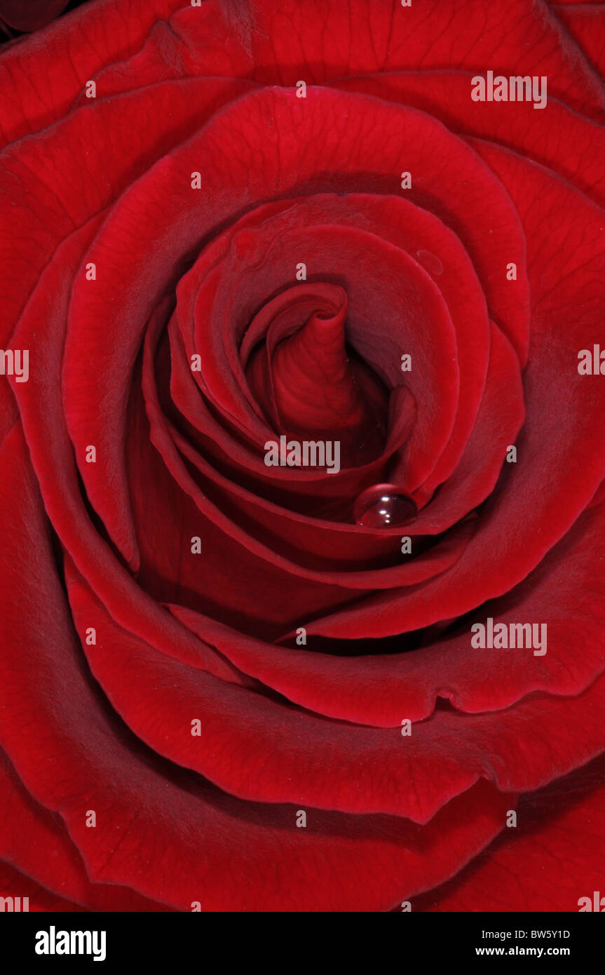 1 single rose hi-res stock photography and images - Alamy